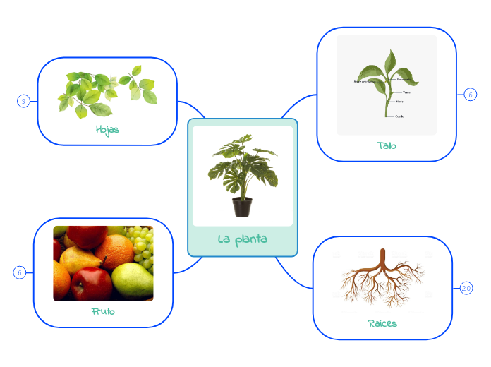La planta - Mind Map